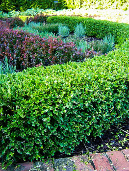 Winter Gem Boxwoods For Sale Online | The Tree Center™