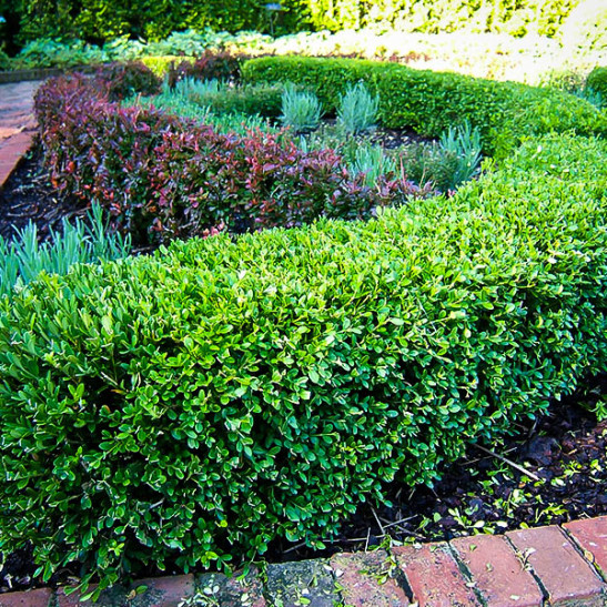 Wintergreen Boxwood For Sale | The Tree Center