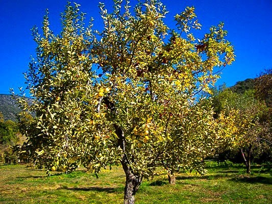 Golden Delicious Apple Tree For Sale | The Tree Center™
